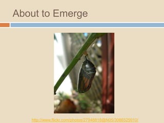 Monarch Butterfly Life Cycle | PPTX