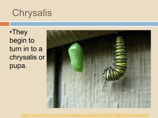 Monarch Butterfly Life Cycle | PPTX