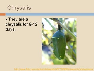 Monarch Butterfly Life Cycle | PPTX