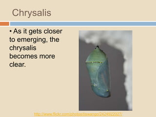 Monarch Butterfly Life Cycle | PPTX
