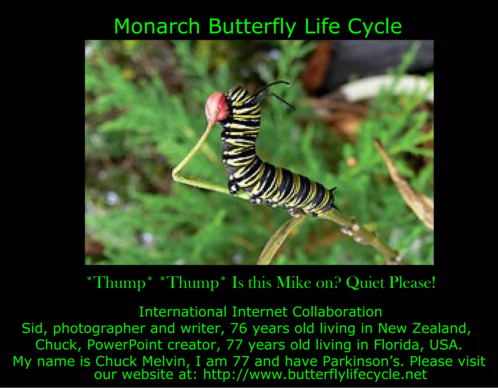Monarch life cycle | PPT