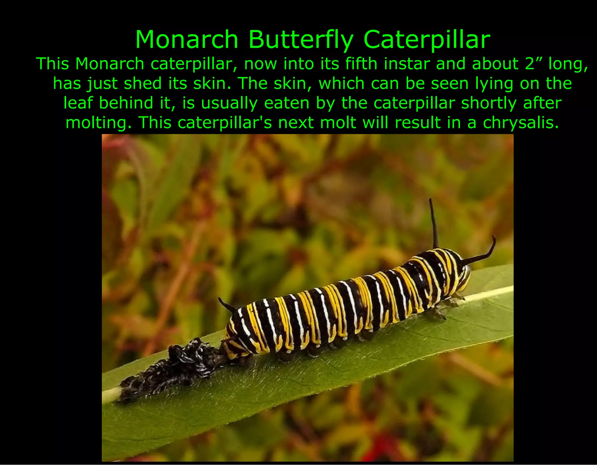 Monarch life cycle | PPT