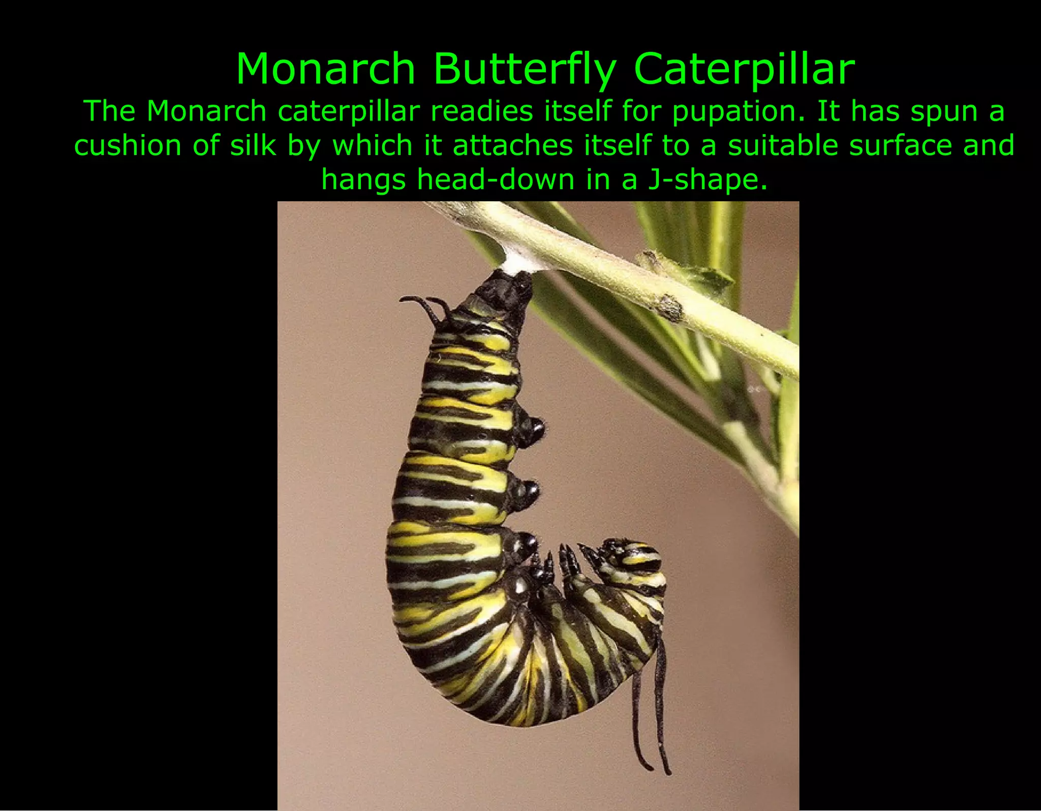 Monarch life cycle | PPT | Free Download