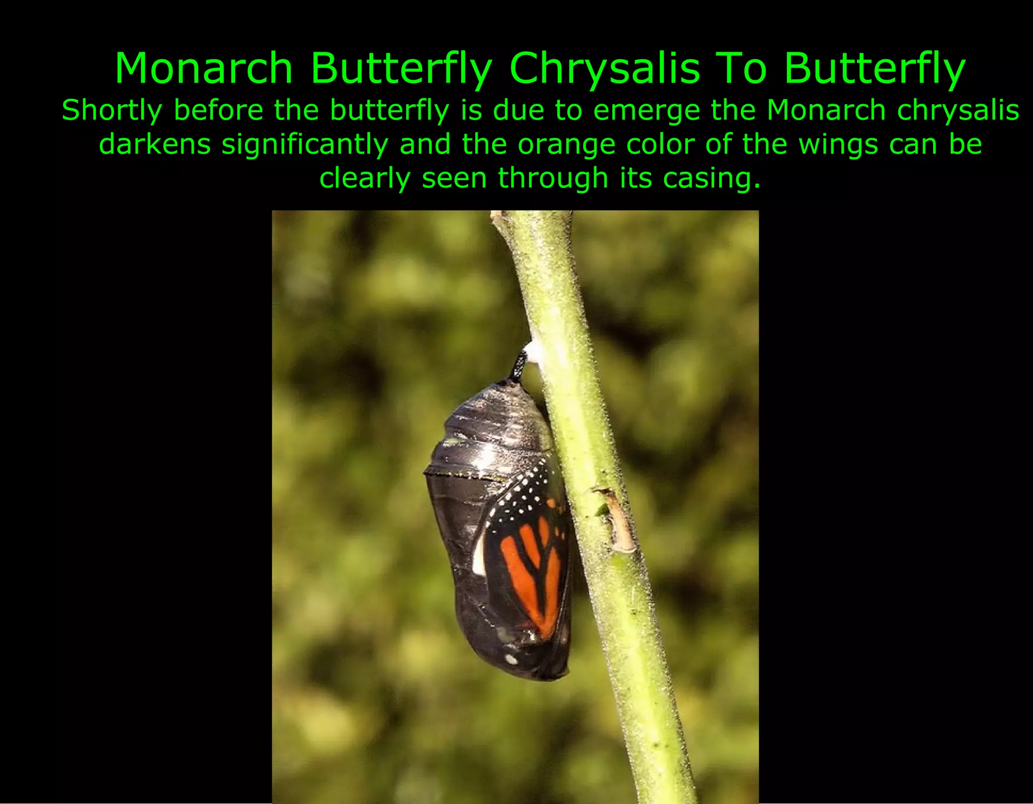 Monarch life cycle | PPT