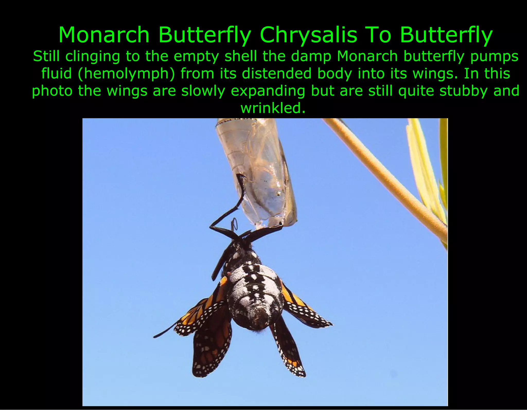Monarch life cycle | PPT