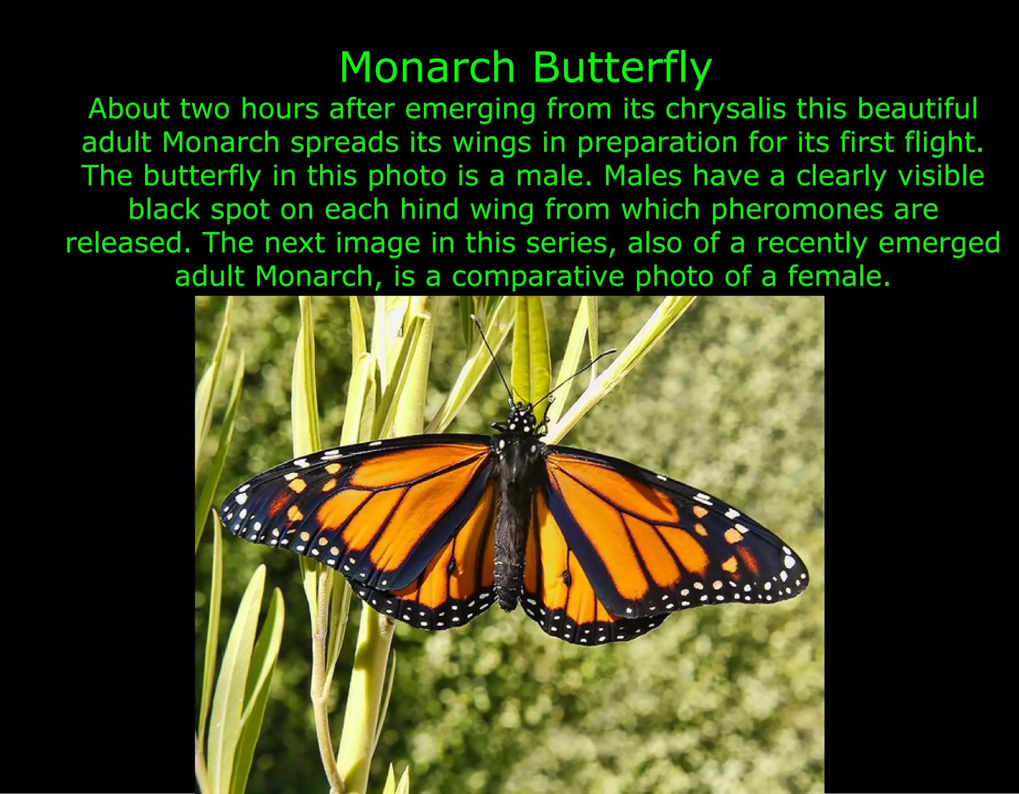 Monarch life cycle | PPT