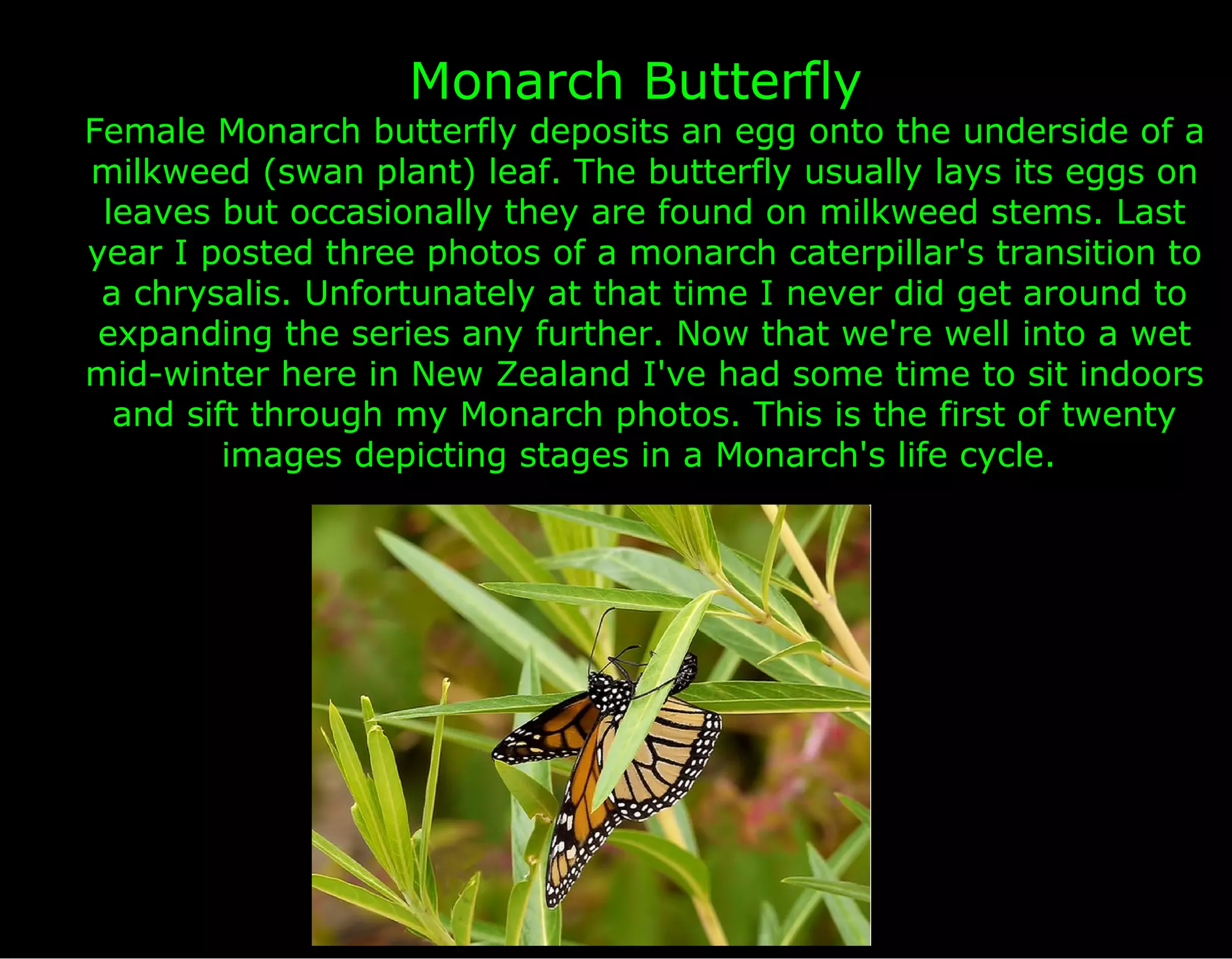 Monarch life cycle | PPT