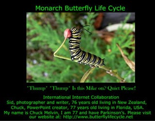 Monarch life cycle | PPT