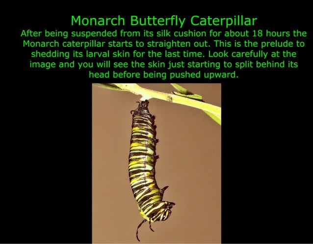 Monarch life cycle | PPT