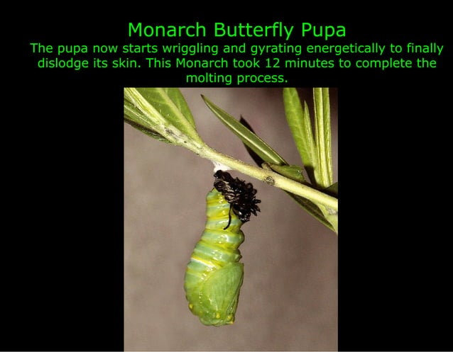Monarch life cycle | PPT