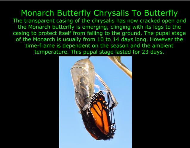 Monarch life cycle | PPT