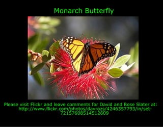 Monarch life cycle | PPT