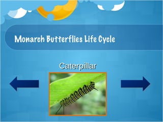 Monarchs | PPT