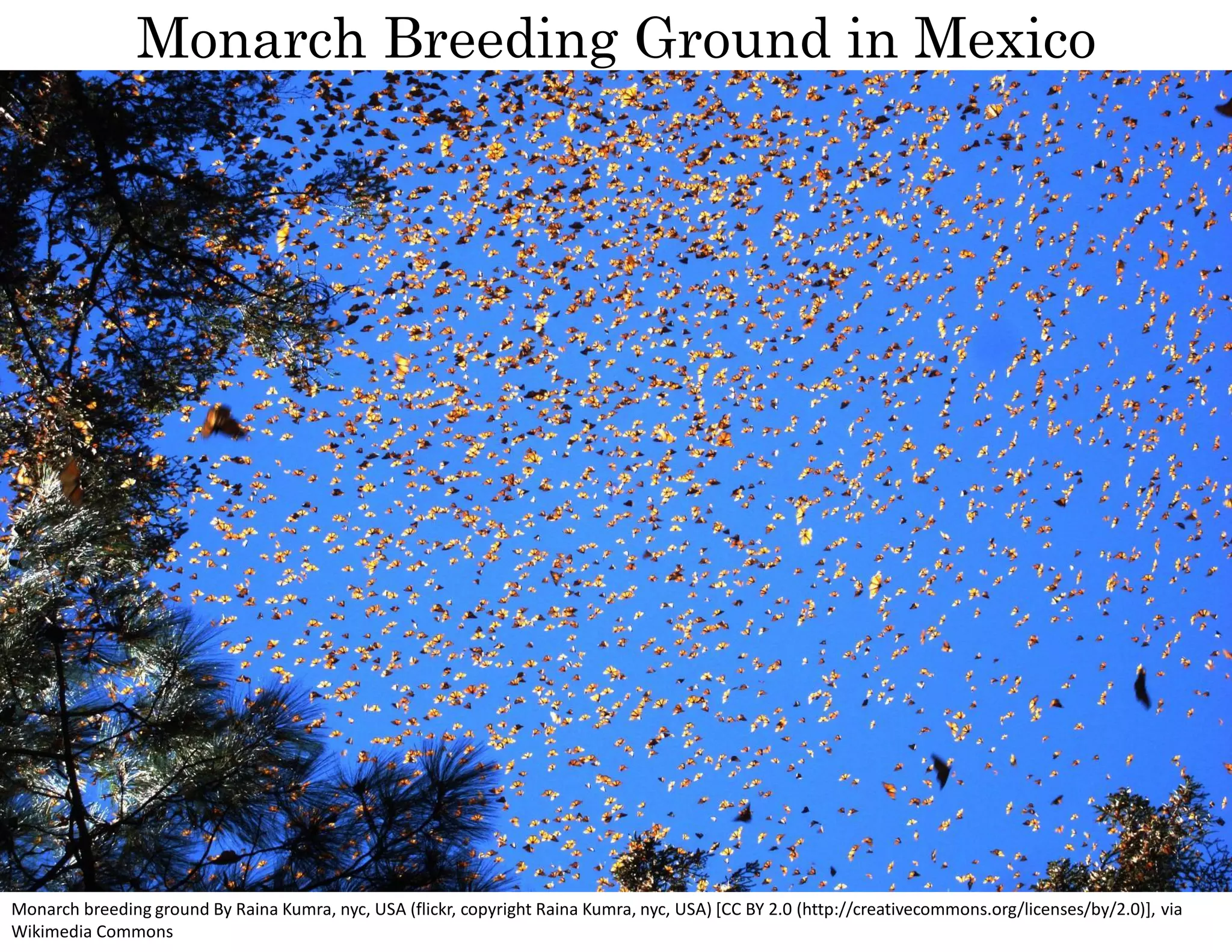 Monarch Butterfly Presentation and Lesson | PDF