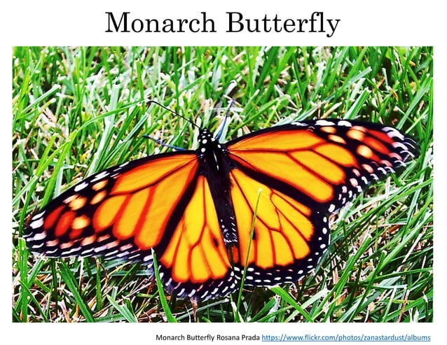 Monarch Butterfly Presentation and Lesson | PDF | Birdwatching ...