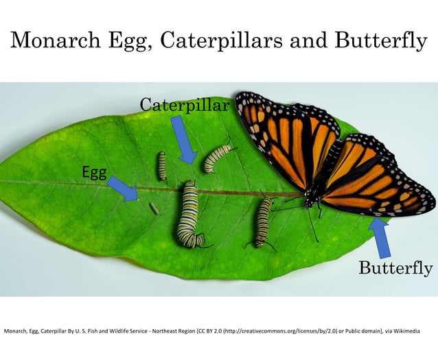 Monarch Butterfly Presentation and Lesson | PDF | Birdwatching ...