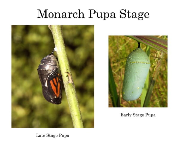 Monarch Butterfly Presentation and Lesson | PDF | Birdwatching ...