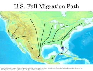 Monarch Butterfly Presentation and Lesson | PDF