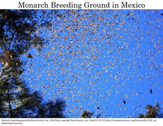 Monarch Butterfly Presentation and Lesson | PDF