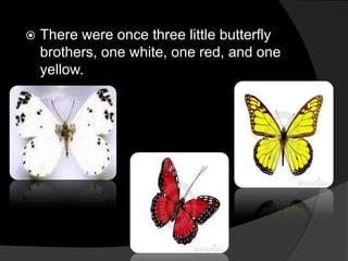 butterfly | PPTX