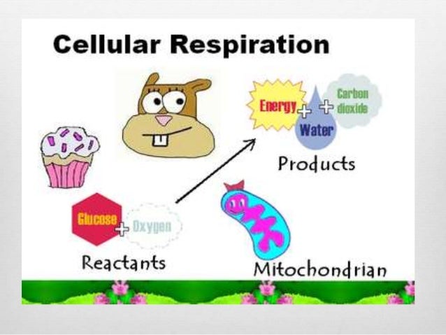 Cellular Respiration Equation For Kids