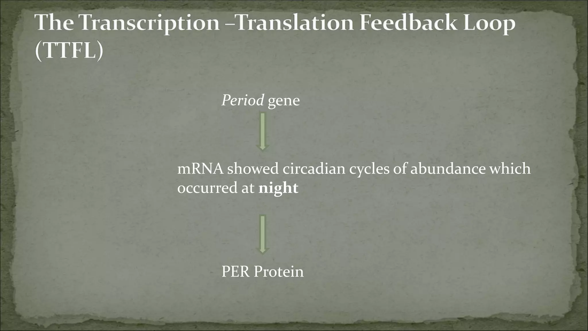 Molecular Mechanisms Controlling Circadian Rhythm | PPT