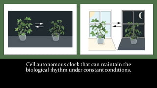 Molecular Mechanisms Controlling Circadian Rhythm | PPT