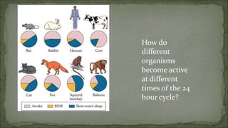 Molecular Mechanisms Controlling Circadian Rhythm | PPT