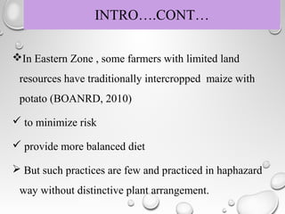 Monday 3: Maize and potato intercropping: a technology to increase ...