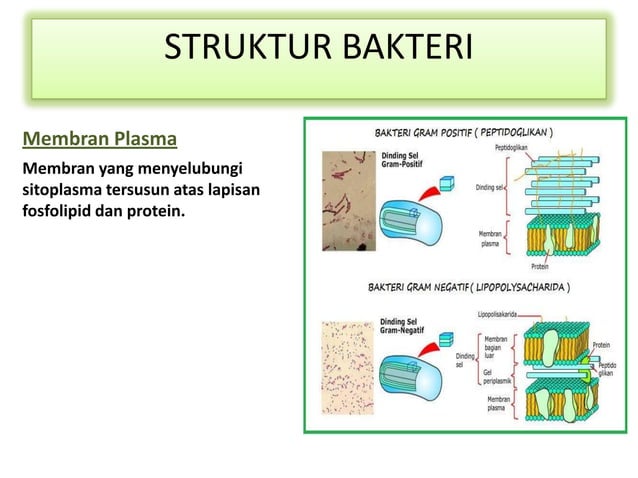 Monera kelas 10 semester 1 biologi sma | PPTX
