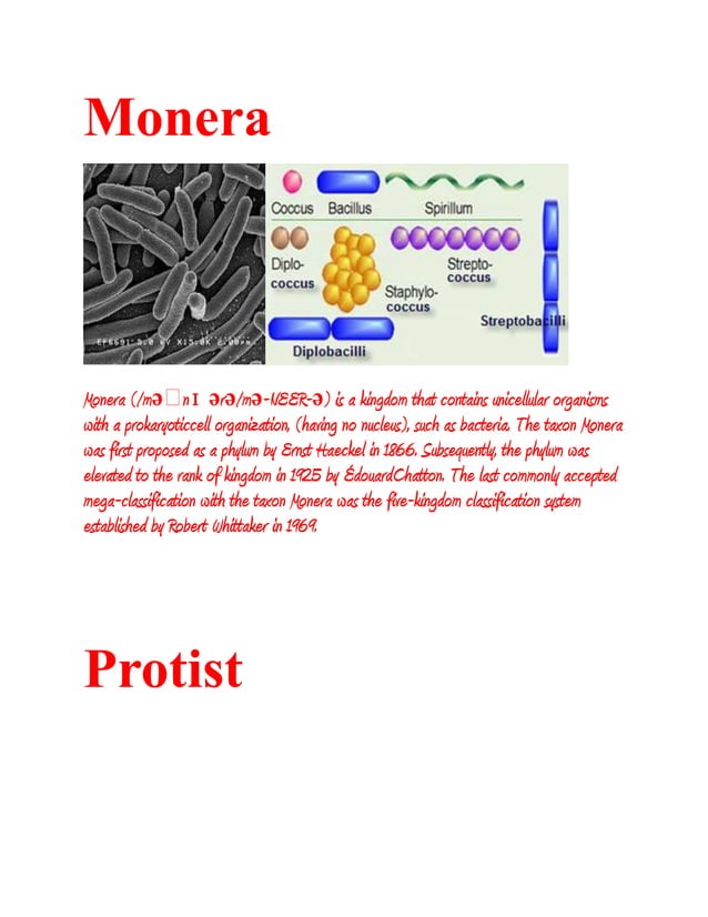 Monera | DOCX | Biological Sciences | Science