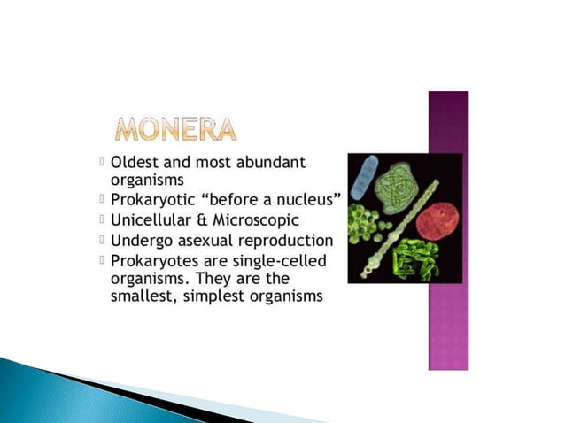 Monera | PPTX