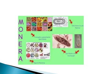 Monera | PPTX