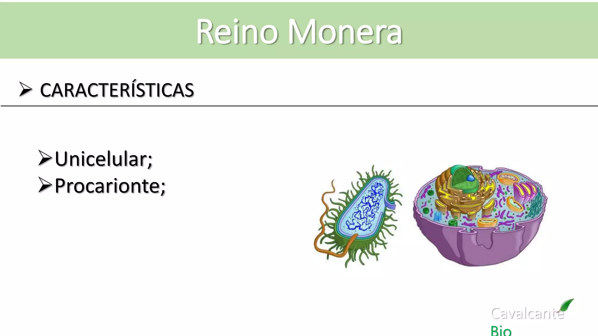Reino Monera | PPTX