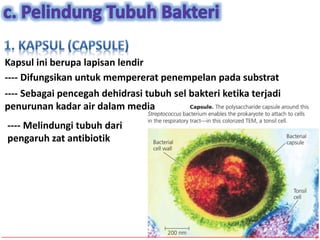 kingdom Monera----Bakteri-----kelas X SMA | PPT