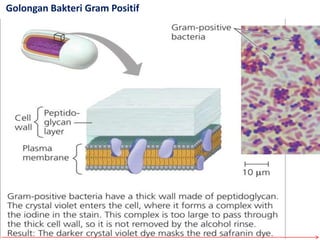 kingdom Monera----Bakteri-----kelas X SMA | PPT