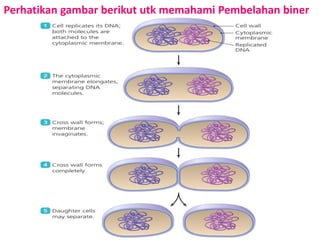 kingdom Monera----Bakteri-----kelas X SMA | PPT