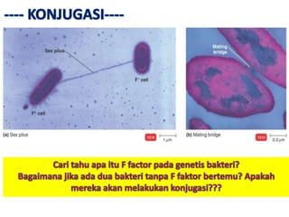 kingdom Monera----Bakteri-----kelas X SMA | PPT