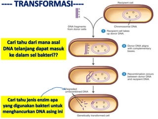 kingdom Monera----Bakteri-----kelas X SMA | PPT