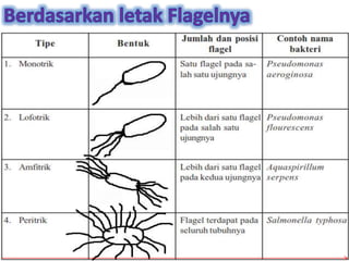 kingdom Monera----Bakteri-----kelas X SMA | PPT