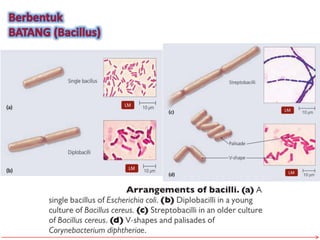 kingdom Monera----Bakteri-----kelas X SMA | PPT