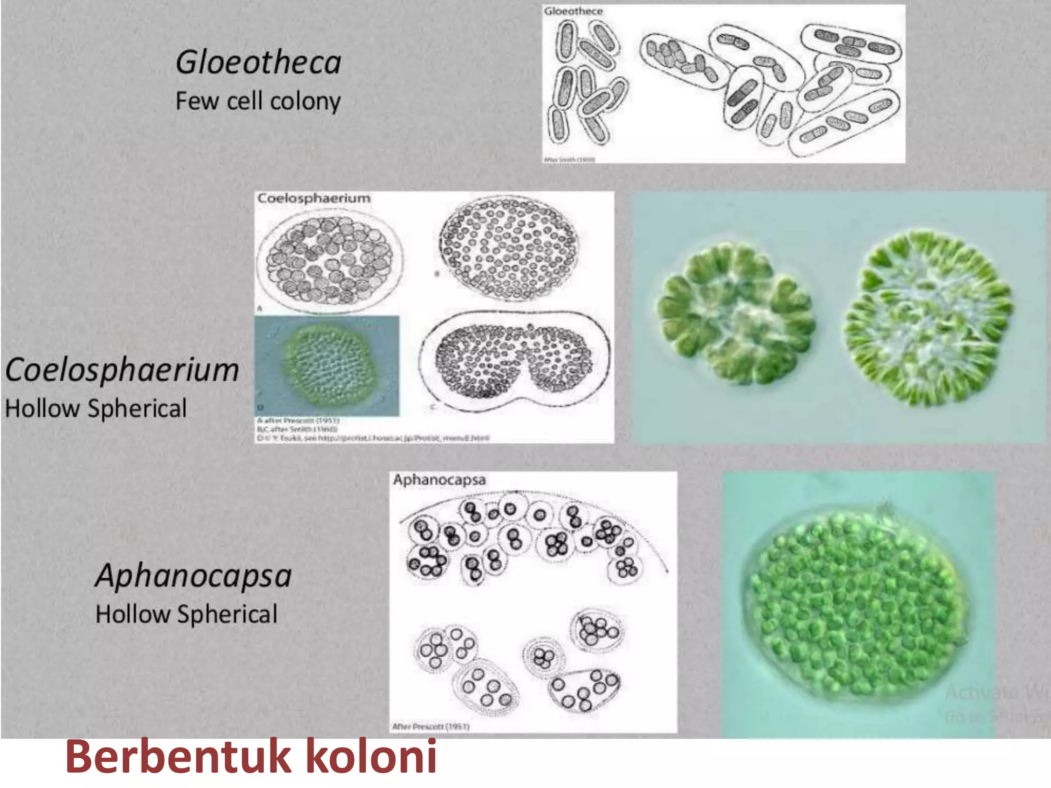 Monera cyanobacteria (alga hijau-biru)/Ganggang hijau biru | PPTX