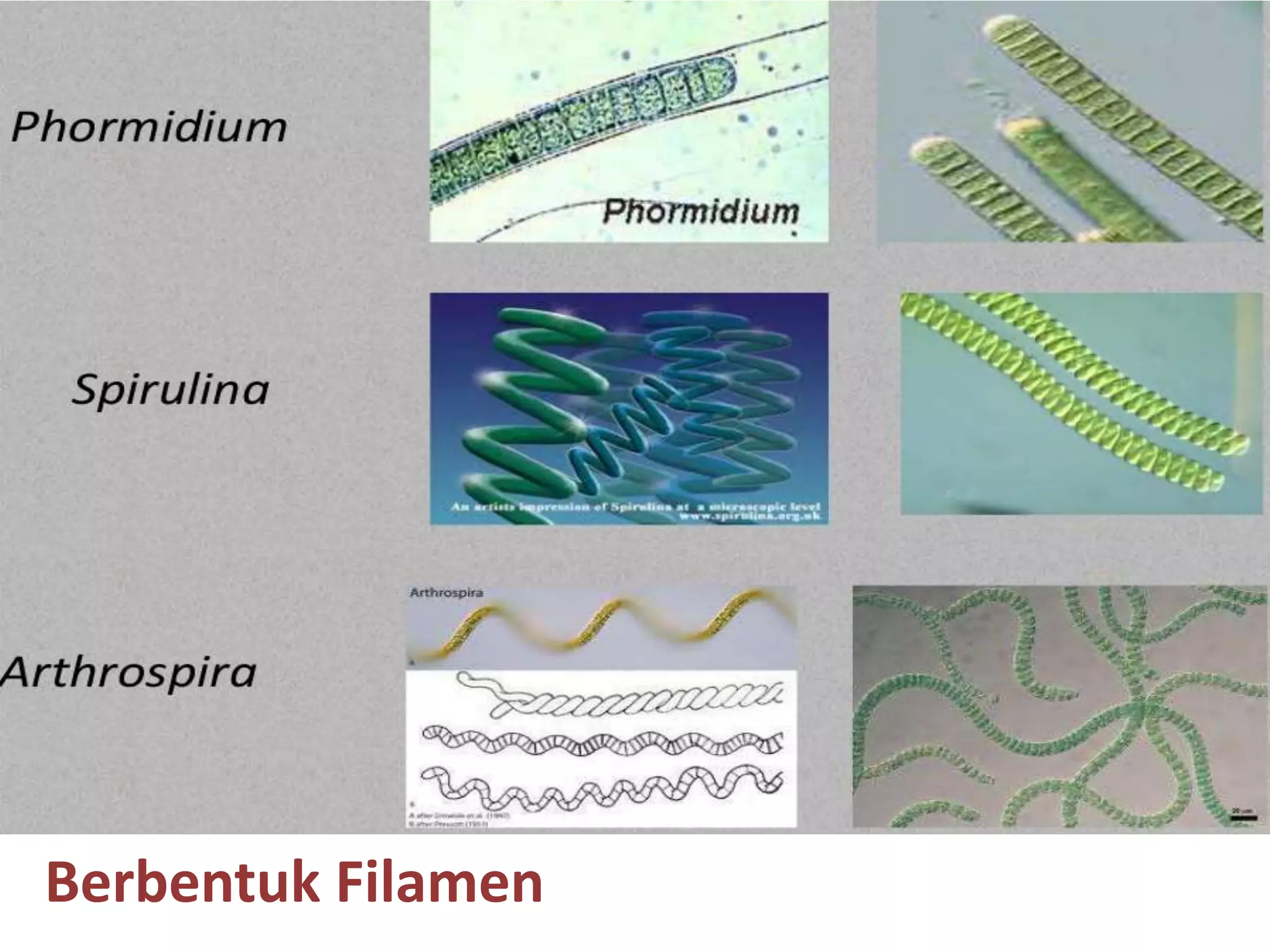 Monera cyanobacteria (alga hijau-biru)/Ganggang hijau biru | PPTX