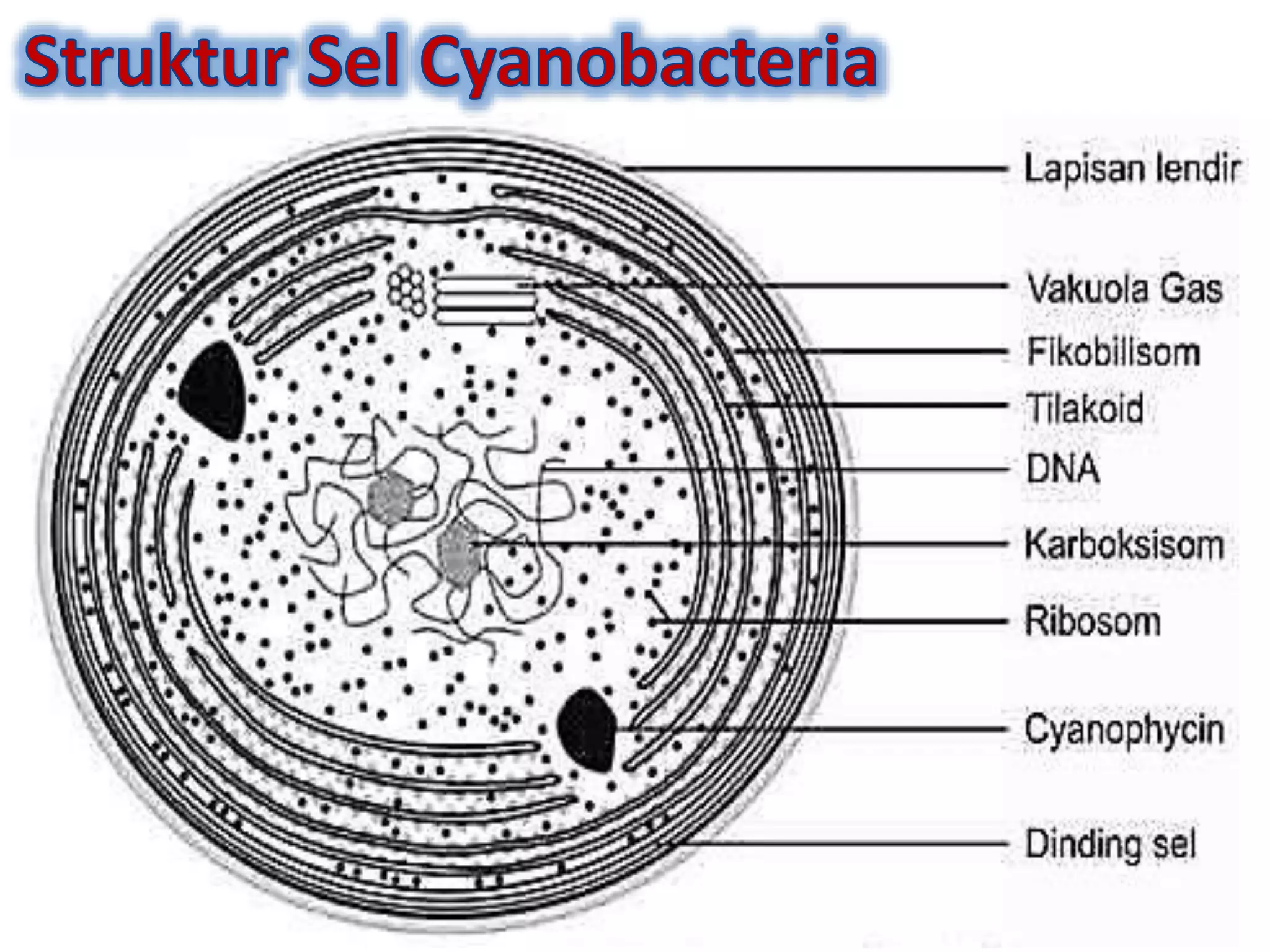 Monera cyanobacteria (alga hijau-biru)/Ganggang hijau biru | PPTX