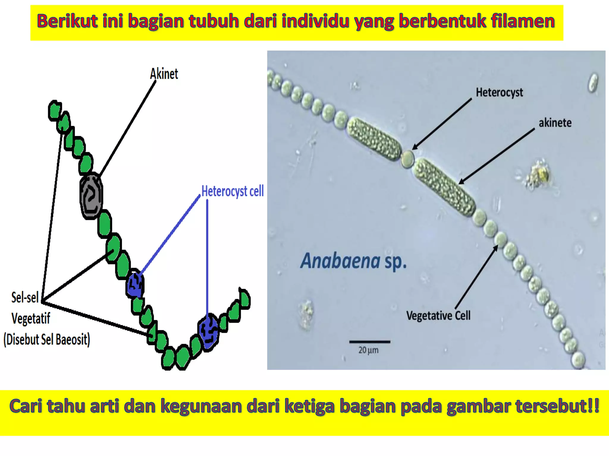 Monera cyanobacteria (alga hijau-biru)/Ganggang hijau biru | PPTX
