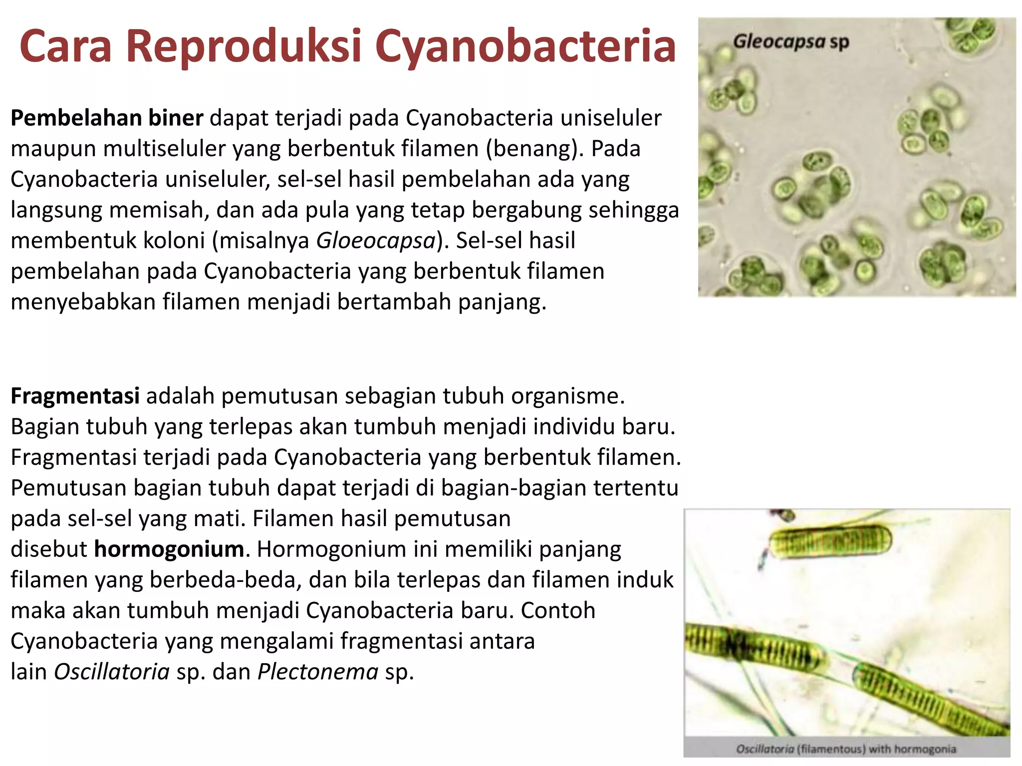 Monera cyanobacteria (alga hijau-biru)/Ganggang hijau biru | PPTX