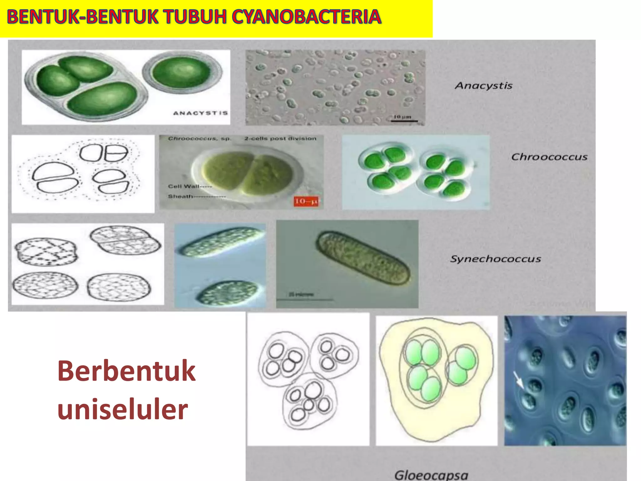 Monera cyanobacteria (alga hijau-biru)/Ganggang hijau biru | PPTX