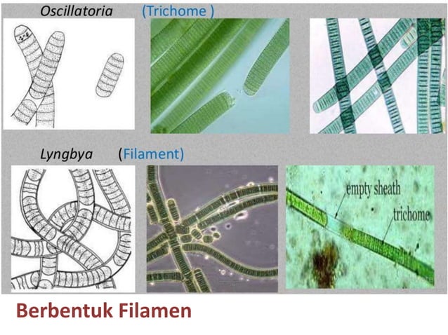 Monera cyanobacteria (alga hijau-biru)/Ganggang hijau biru | PPTX