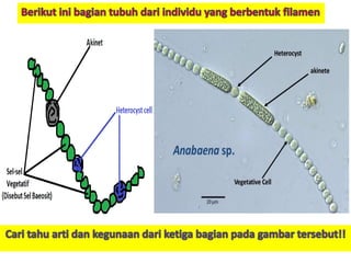 Monera cyanobacteria (alga hijau-biru)/Ganggang hijau biru | PPTX
