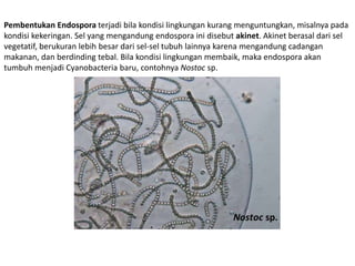 Monera cyanobacteria (alga hijau-biru)/Ganggang hijau biru | PPTX